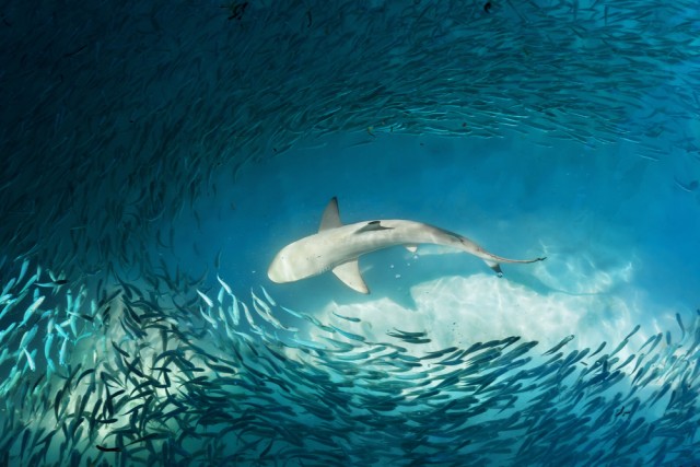 Top 10 Shark Infested Beaches in the World - BootsnAll Travel Articles