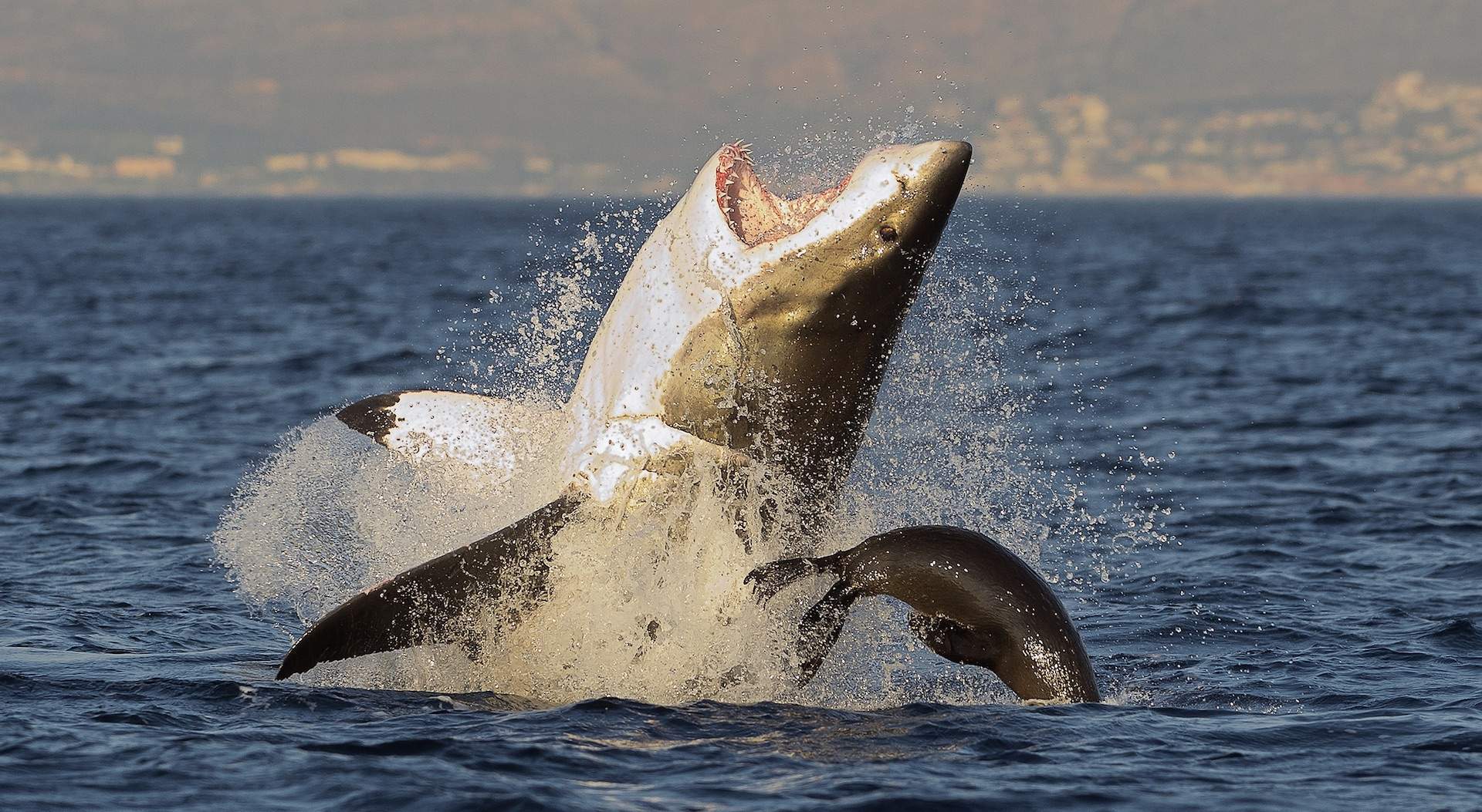 Top 10 Shark Infested Beaches in the World - BootsnAll Travel Articles