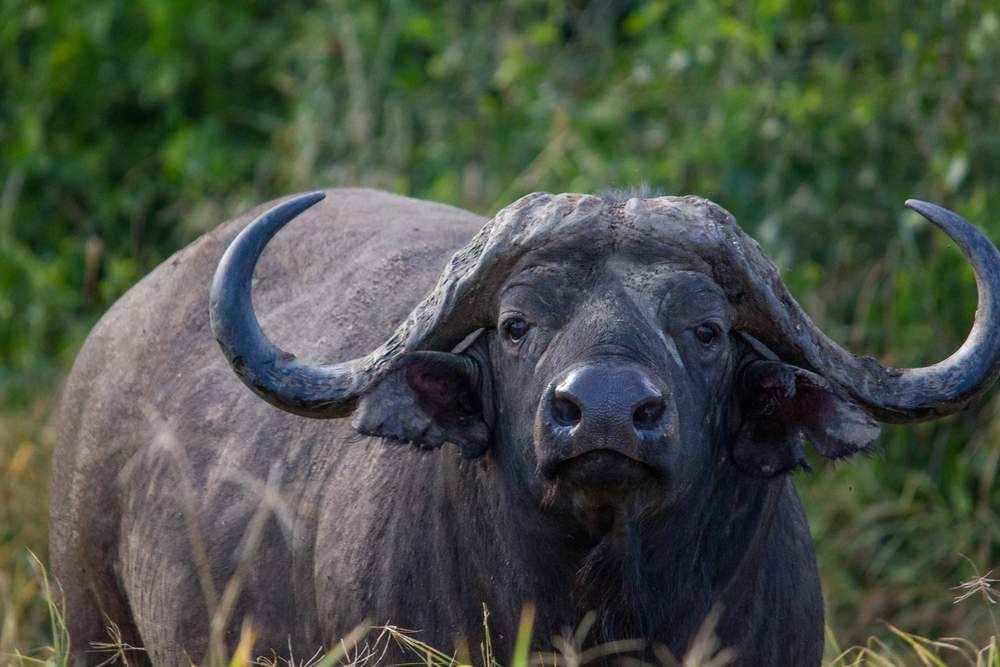 10 of the World’s Most Dangerous Animals - BootsnAll Travel Articles